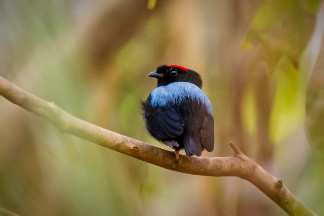 Foto tangará-príncipe (Chiroxiphia pareola) Por Hilton Filho | Wiki ...