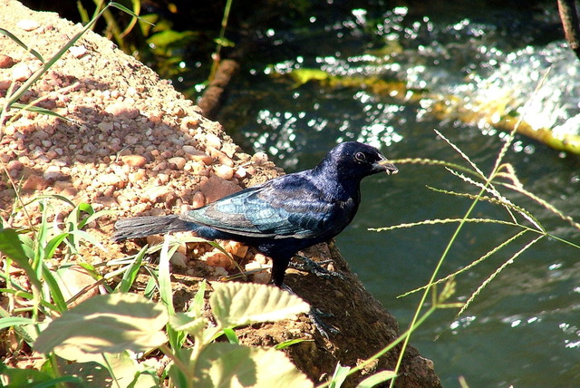 Foto chupim (Molothrus bonariensis) Por Luiz Álvaro Toledo Barros ...