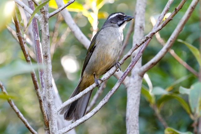 Foto trinca-ferro (Saltator similis) Por Roberto Da Silva | Wiki Aves ...