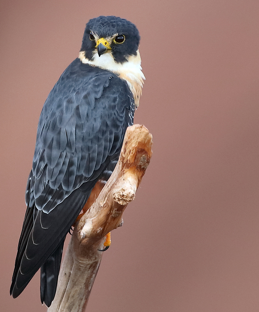 cauré (Falco rufigularis) | WikiAves - A Enciclopédia das Aves do Brasil