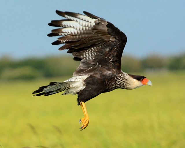 Foto carcará (Caracara plancus) Por André Wittmann | Wiki Aves - A ...