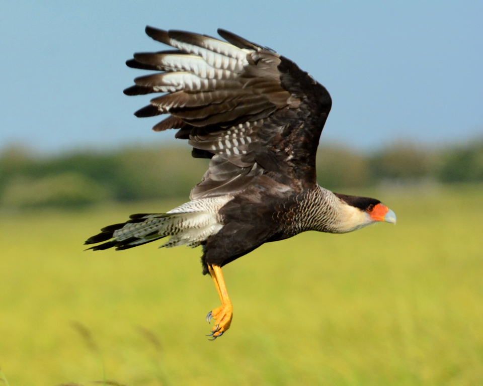 Foto carcará (Caracara plancus) Por André Wittmann | Wiki Aves - A ...