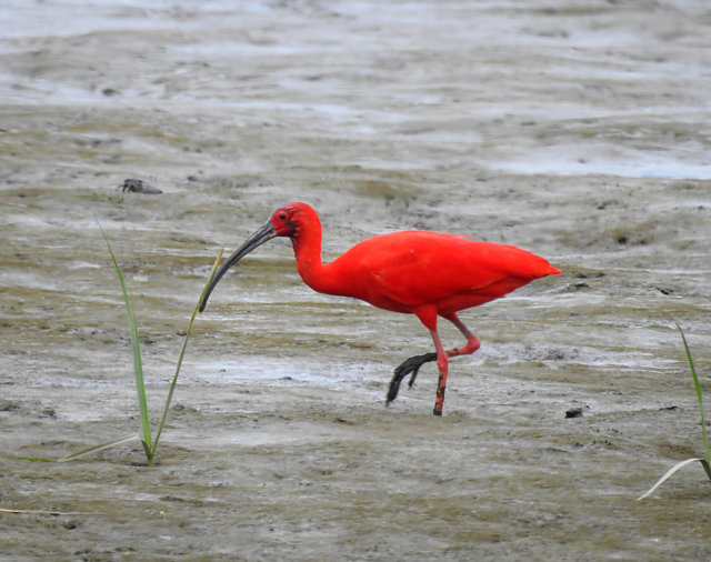 Foto guará (Eudocimus ruber) Por Maíra Alves | Wiki Aves - A ...