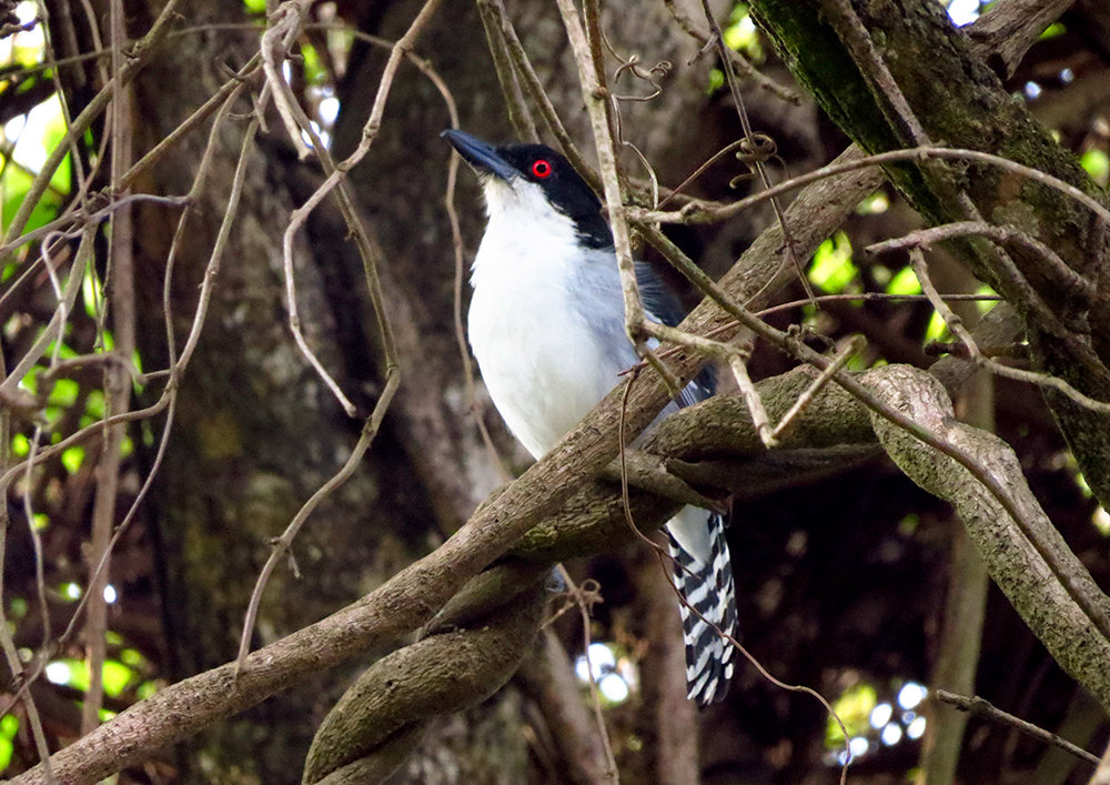 Foto choró-boi (Taraba major) Por Fernando Pacheco | Wiki Aves - A ...