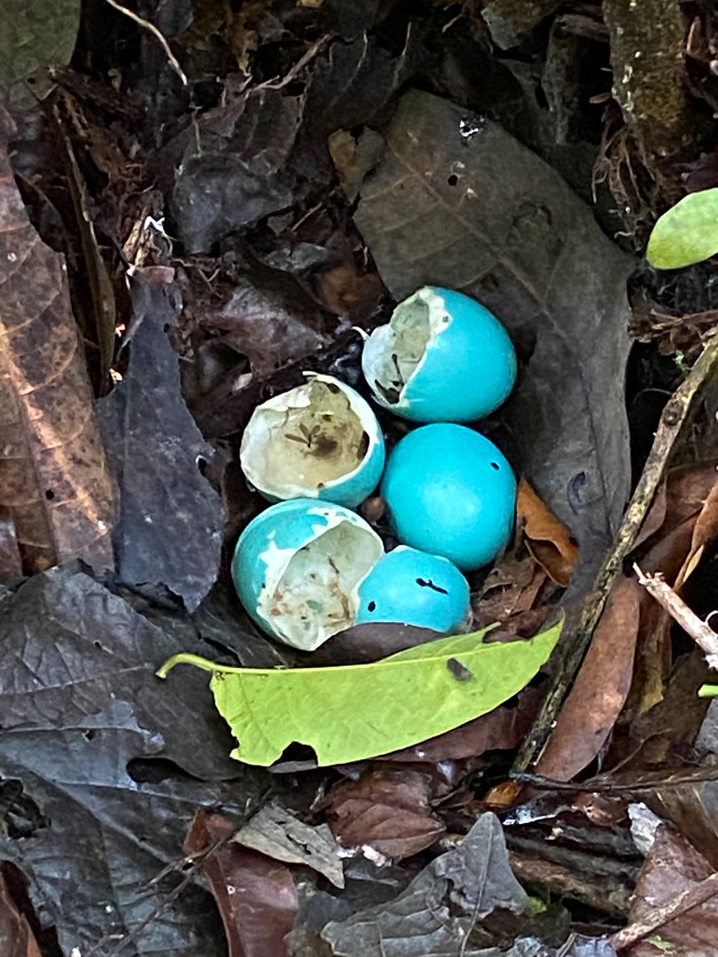 Foto inhambu-galinha (Tinamus guttatus) Por Marcia Tavares | Wiki Aves ...