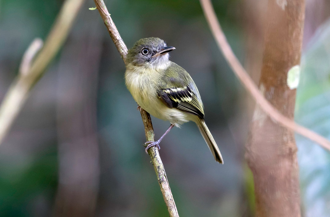 Foto maria-de-olho-branco (Hemitriccus zosterops) Por Roberval Costa ...