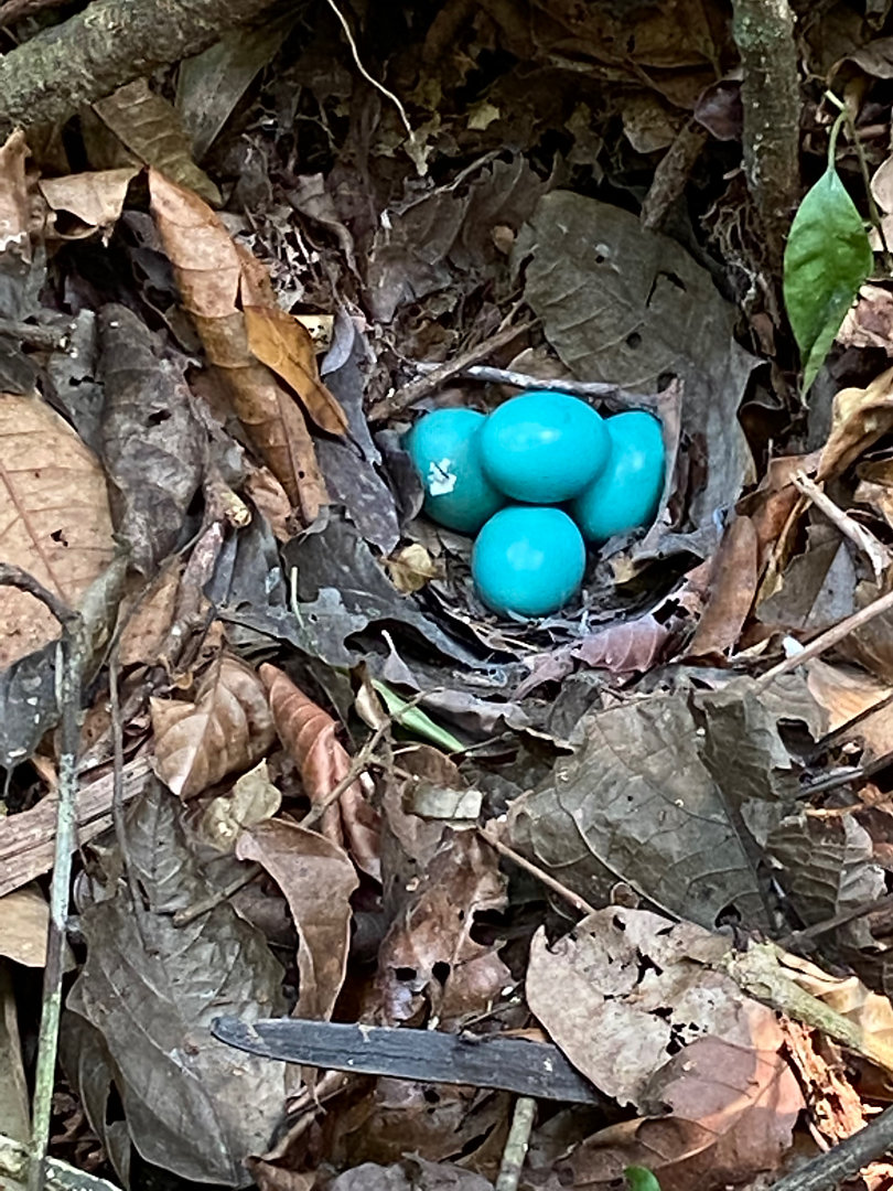 Foto inhambu-galinha (Tinamus guttatus) Por Marcia Tavares | Wiki Aves ...
