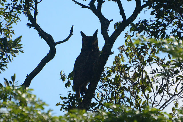 Foto jacurutu (Bubo virginianus) Por Jean Jr Barcik | Wiki Aves - A ...