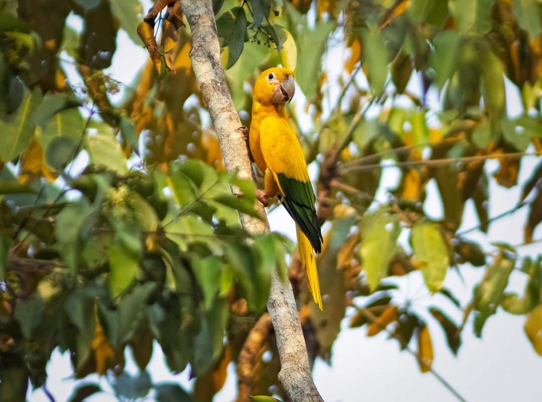 Foto ararajuba (Guaruba guarouba) Por Marcia Tavares | Wiki Aves - A ...
