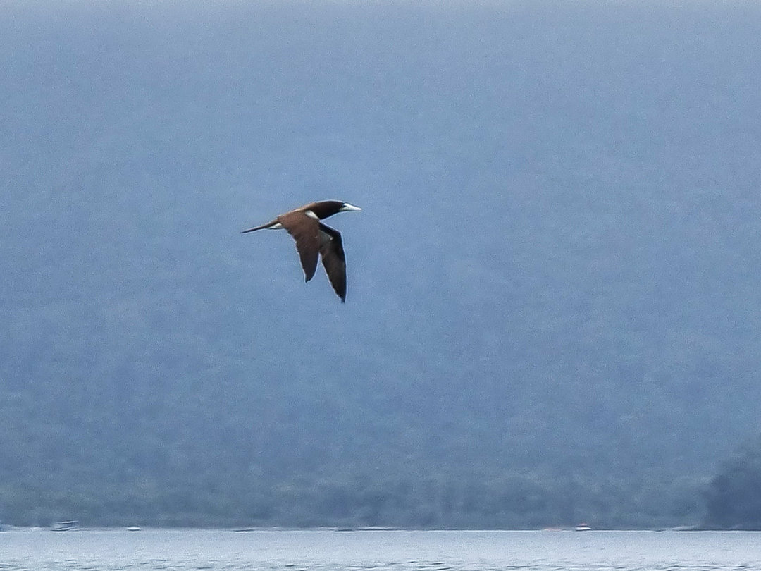 Foto atobá-pardo (Sula leucogaster) Por Douglas Fernando | Wiki Aves ...