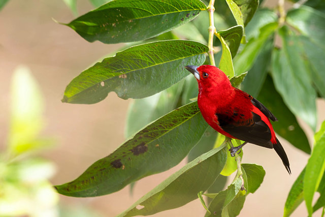 Foto tiê-sangue (Ramphocelus bresilia) Por Fabio Guedes Nunes da Silva ...