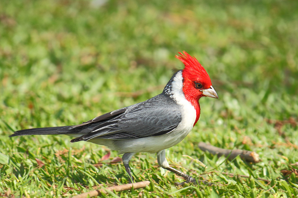 Foto cardeal (Paroaria coronata) Por Evandro Pereira | Wiki Aves - A ...