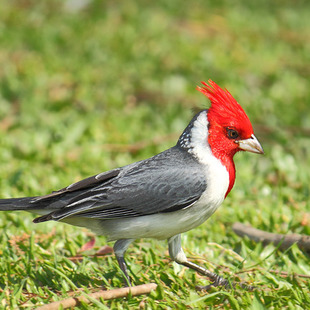 cardeal (Paroaria coronata) | WikiAves - A Enciclopédia das Aves do Brasil