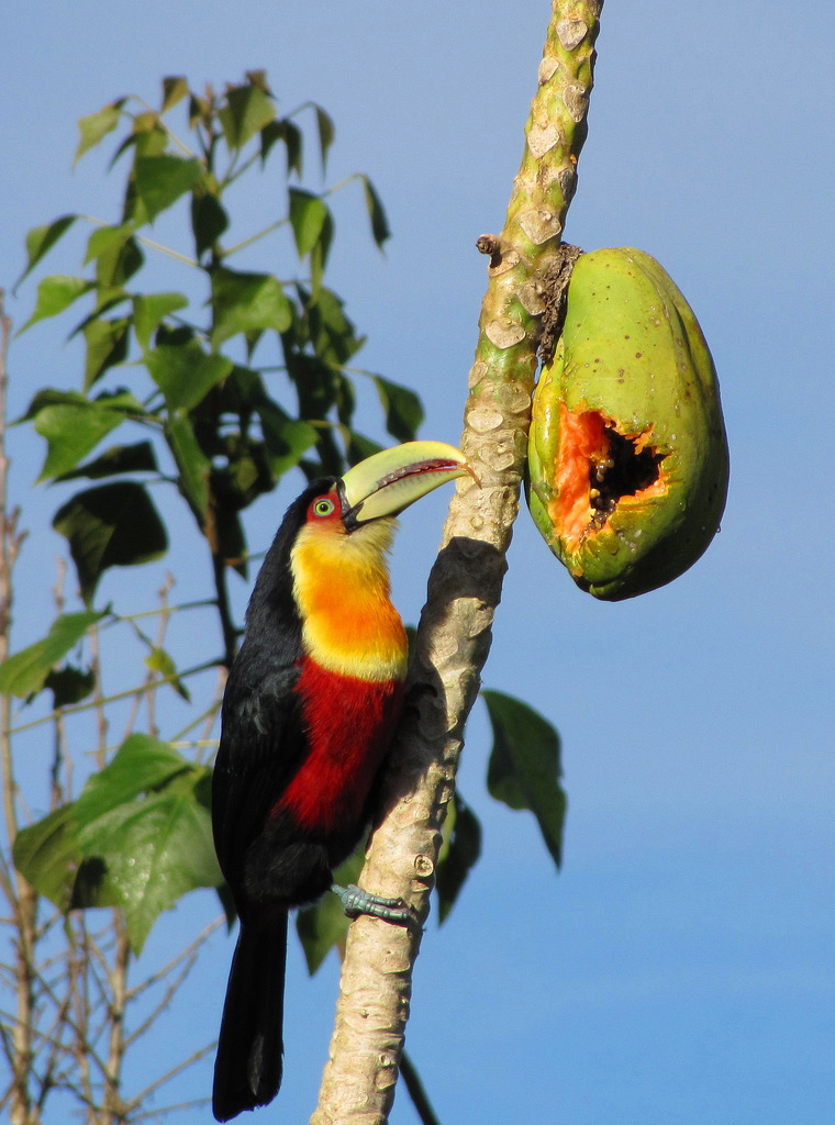 Foto tucano-de-bico-verde (Ramphastos dicolorus) Por Ivo Kindel | Wiki ...