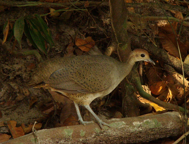 Foto inhambu-serra (Tinamus major) Por Eduardo Patrial | Wiki Aves - A ...