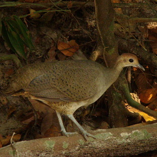 inhambu-de-cabeça-vermelha (Tinamus major) | WikiAves - A Enciclopédia ...