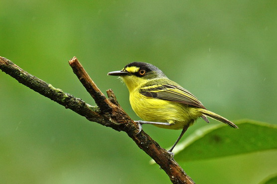 Foto teque-teque (Todirostrum poliocephalum) Por Ana Gadini | Wiki Aves ...