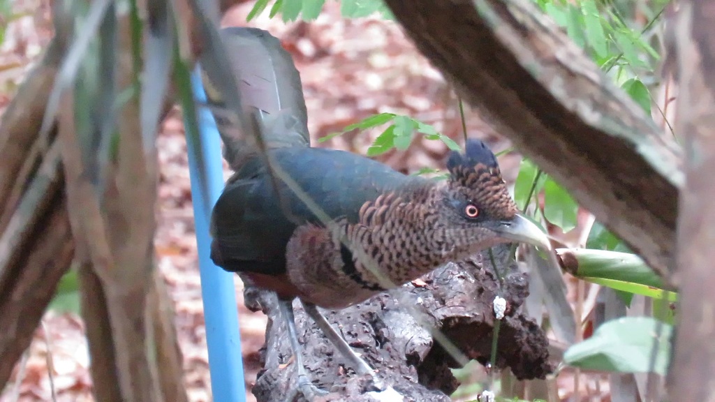 Foto jacu-estalo (Neomorphus geoffroyi) Por Guilherme Cavicchioli ...