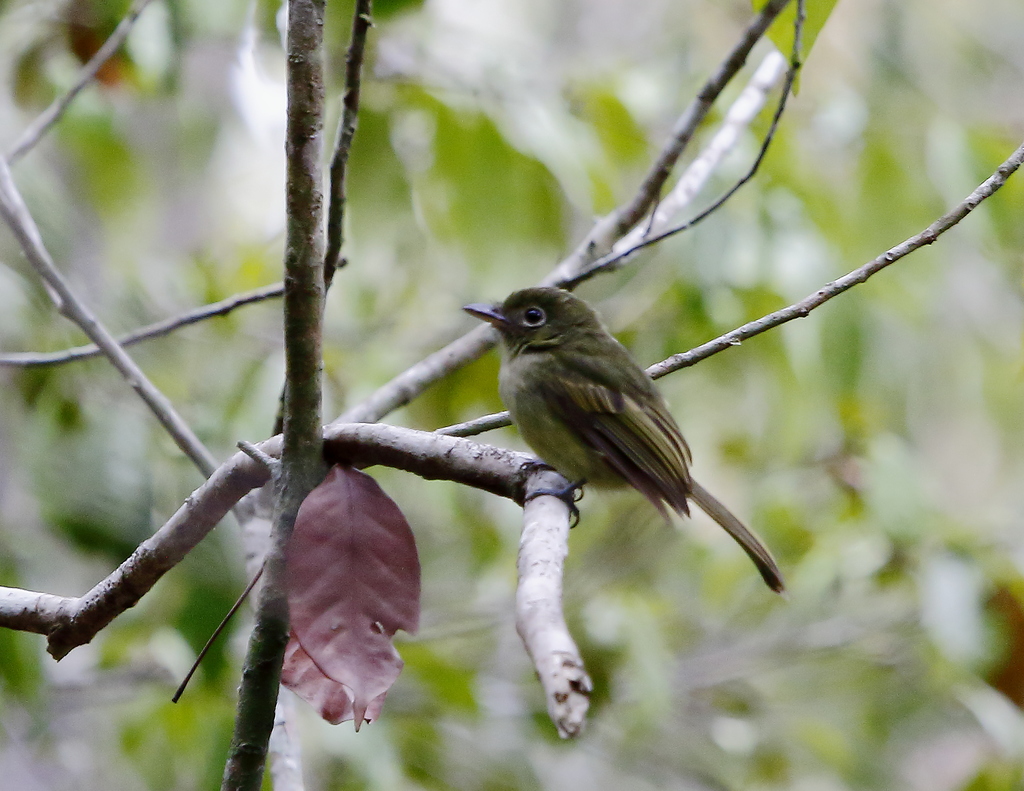 Foto bico-chato-grande (Rhynchocyclus olivaceus) Por Hector Bottai ...