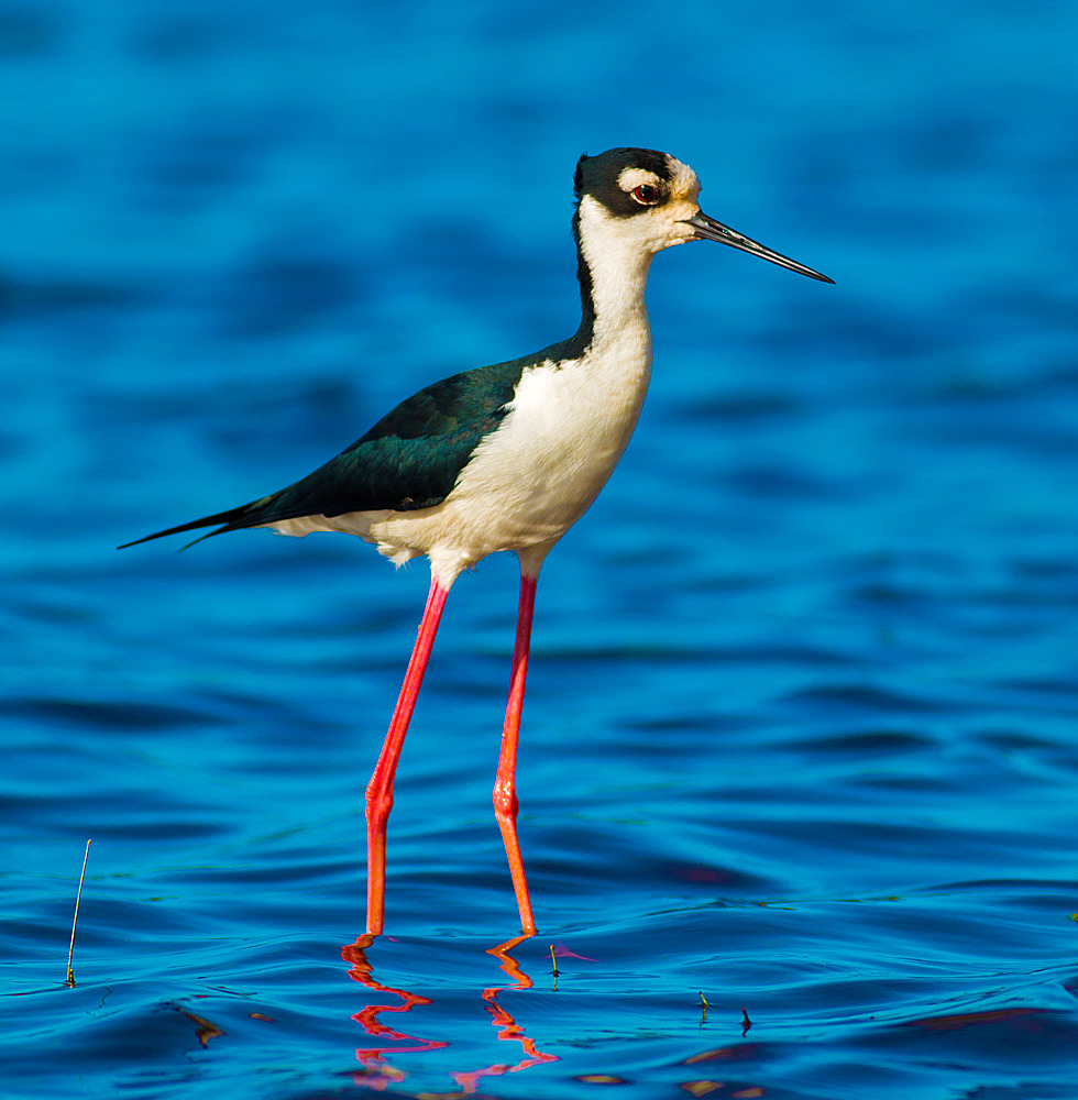 Foto pernilongo-de-costas-negras (Himantopus mexicanus) Por Marcus ...