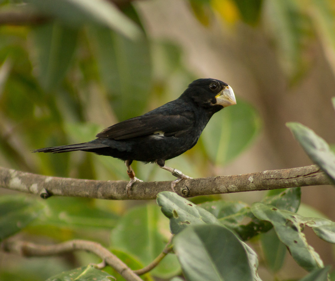 Foto bicudo (Sporophila maximiliani) Por Luis Morais_ | Wiki Aves - A ...