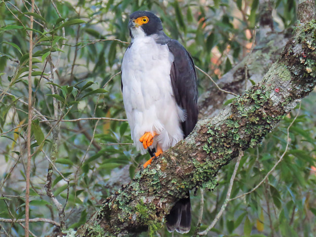 Foto tauató-pintado (Accipiter poliogaster) Por Fabiano Geros | Wiki ...