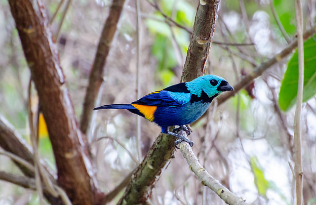 Foto saíra-pintor (Tangara fastuosa) Por Allisson Cafeseiro | Wiki Aves ...