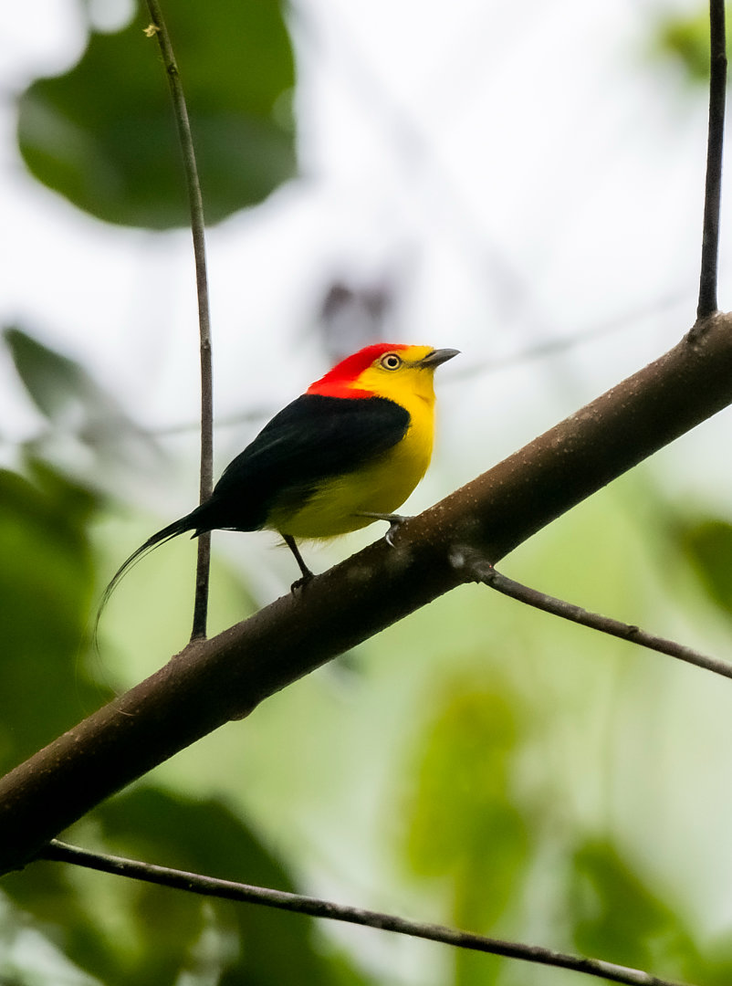 Foto rabo-de-arame (Pipra filicauda) Por Jose Maria V. Franco | Wiki ...