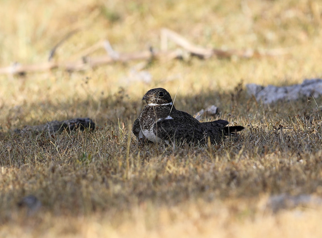 Foto corucão (Podager nacunda) Por Claudio Furini | Wiki Aves - A ...