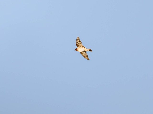 Foto andorinha-de-dorso-acanelado (Petrochelidon pyrrhonota) Por ...