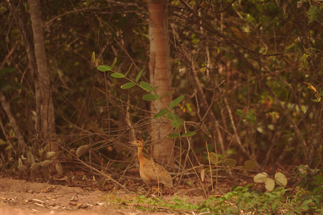 Foto perdiz (Rhynchotus rufescens) Por Anderson Branco | Wiki Aves - A ...