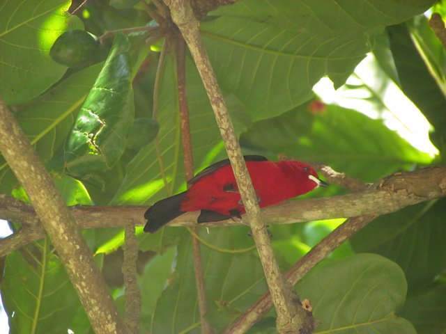 Foto tiê-sangue (Ramphocelus bresilia) Por Bruno Cesar | Wiki Aves - A ...