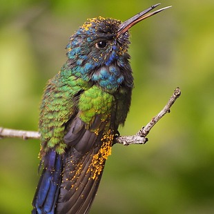 Apodiformes | WikiAves - A Enciclopédia das Aves do Brasil
