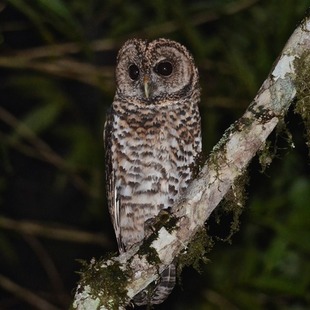 coruja-listrada (Strix hylophila) | WikiAves - A Enciclopédia das Aves ...