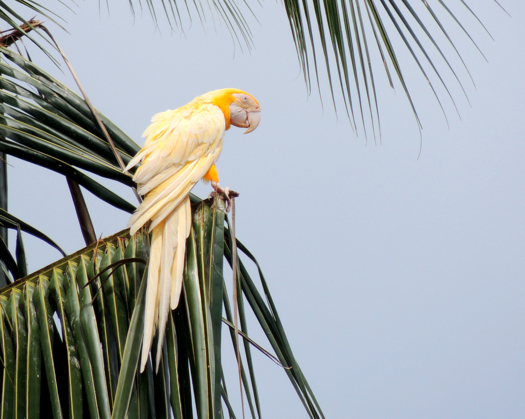 Foto arara-canindé (Ara ararauna) Por Marcos Barbosa e Souza | Wiki ...