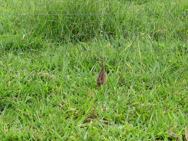 Foto codorna-amarela (Nothura maculosa) Por Ruth Soares | Wiki Aves - A ...