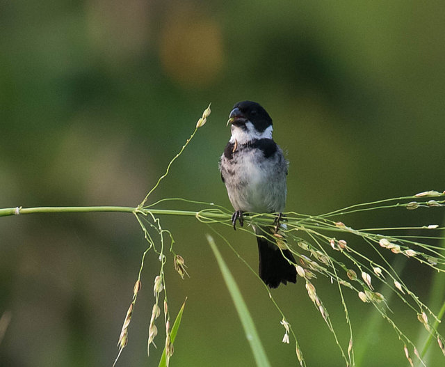 Foto papa-capim-de-caquetá (Sporophila murallae) Por Cárin Duarte ...