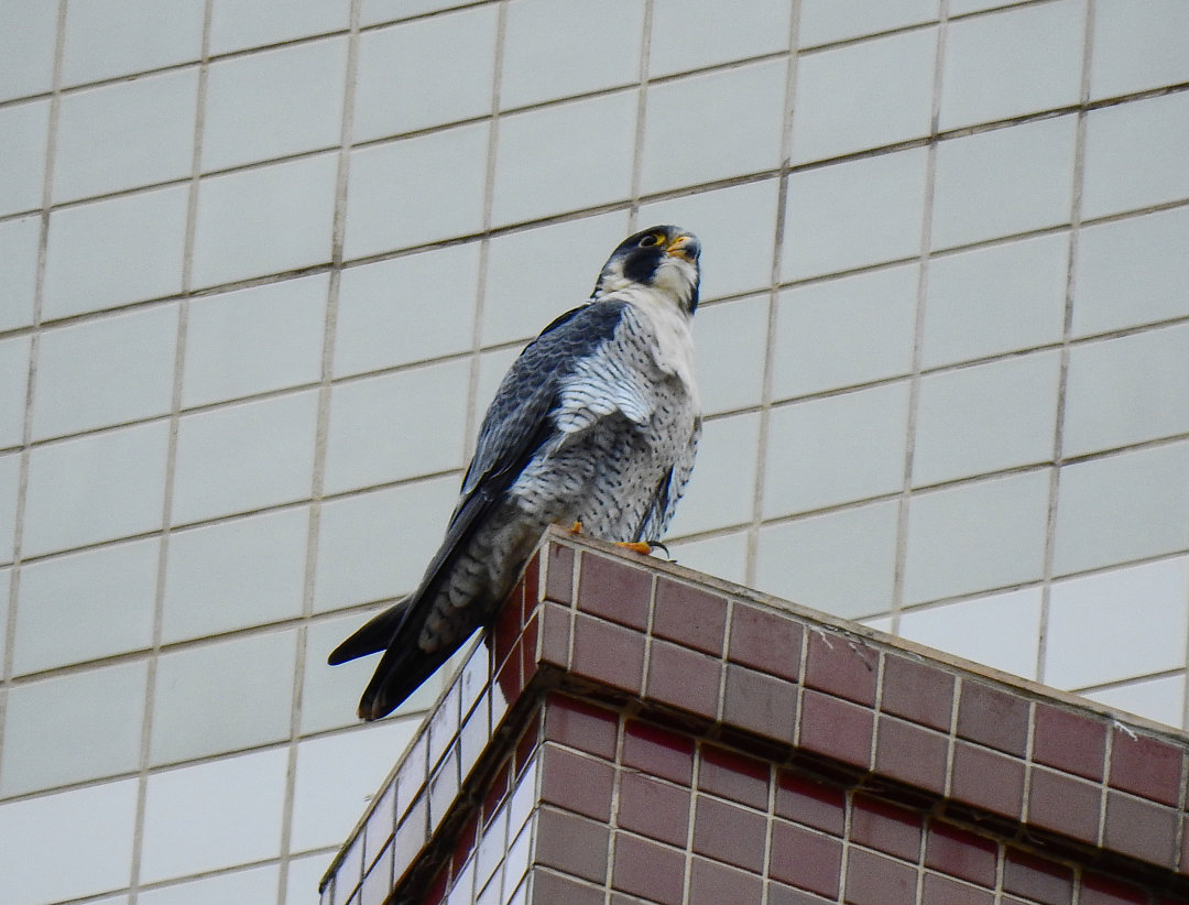 Foto falcão-peregrino (Falco peregrinus) Por Lawrence Rabelo De Almeida ...