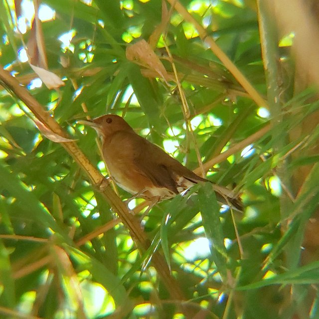 Foto sabiá-da-várzea (Turdus sanchezorum) Por Deivid de Menezes | Wiki ...