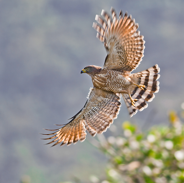 Foto gavião-carijó (Rupornis magnirostris) Por Gabriel Mello | Wiki ...
