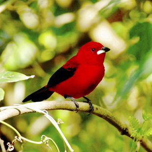 tiê-sangue (Ramphocelus bresilius) | WikiAves - A Enciclopédia das Aves ...