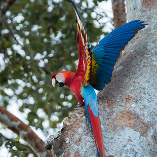 araracanga (Ara macao) | WikiAves - A Enciclopédia das Aves do Brasil