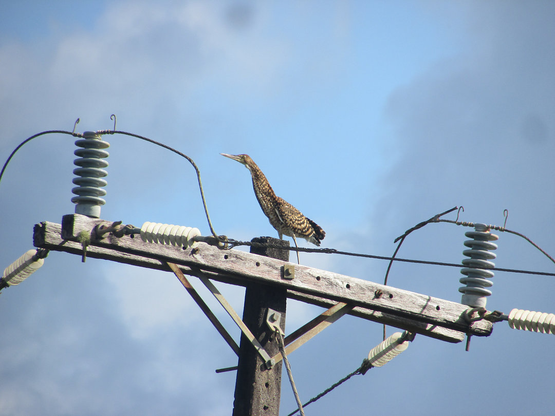 Foto socó-boi (Tigrisoma lineatum) Por Antonio Cicero Scopel | Wiki ...