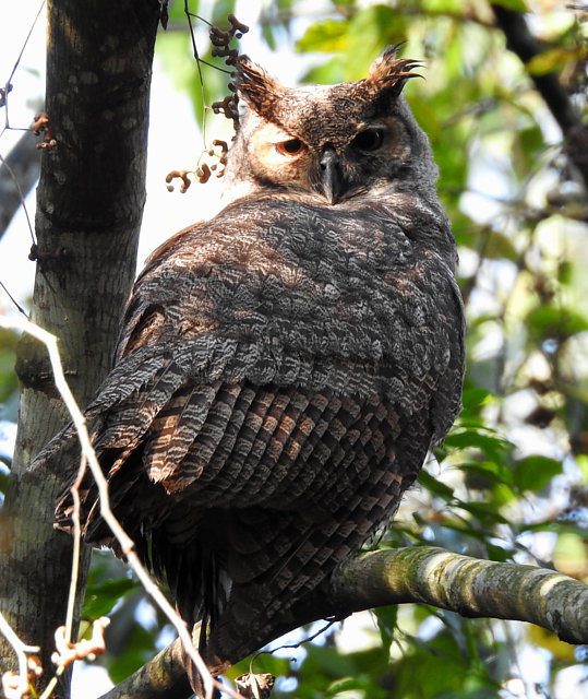 Foto jacurutu (Bubo virginianus) Por Irene Gabriel | Wiki Aves - A ...