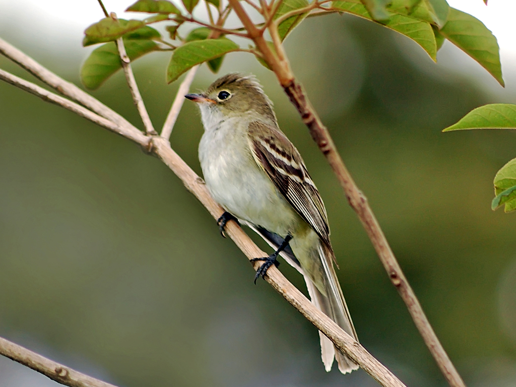 Foto tuque (Elaenia mesoleuca) Por Hinaldson Machado | Wiki Aves - A ...