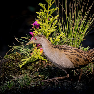 sanã-carijó (Mustelirallus albicollis) | WikiAves - A Enciclopédia das ...