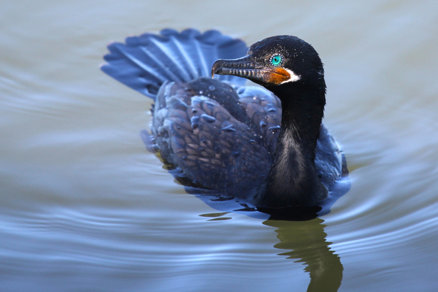 biguá (Nannopterum brasilianum) | WikiAves - A Enciclopédia das Aves do ...