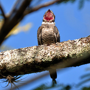 bacurau-de-asa-fina (Chordeiles acutipennis) | WikiAves - A ...
