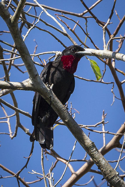 Foto anambé-una (Querula purpurata) Por Thelma Gatuzzo | Wiki Aves - A ...