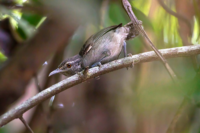garrincha-cinza (Cantorchilus griseus) | WikiAves - A Enciclopédia das ...